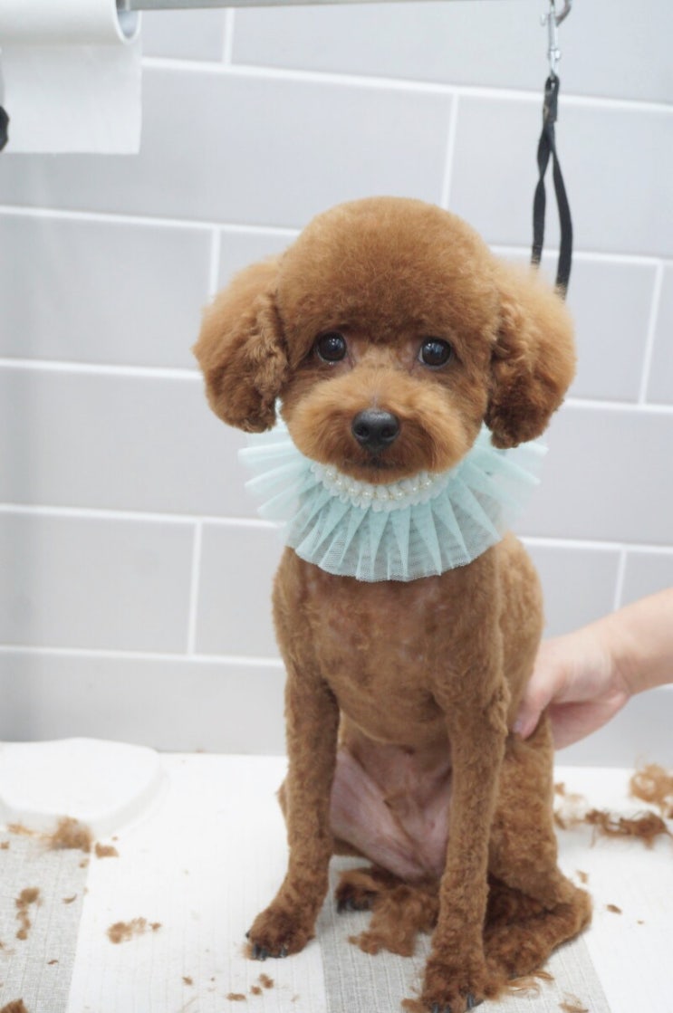 토이 푸들곰돌이컷테디베어 노원구 공릉동 애견미용 푸들가위컷 썸머컷 스포팅 판타롱 태릉 석계 애견미용 중계 하계 애견미용 중랑구