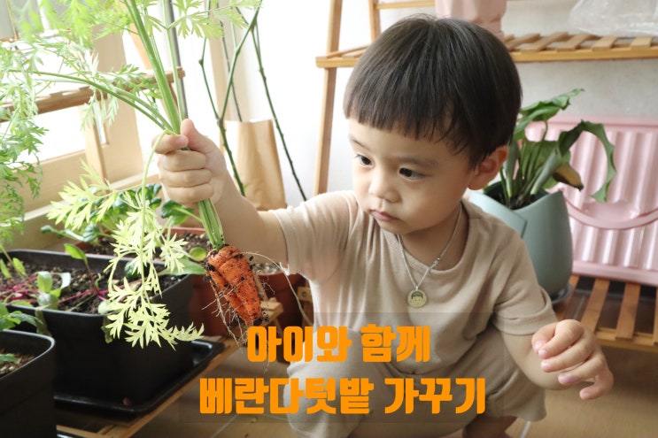베란다텃밭 아이와 함께 가꾸기 네이버 블로그