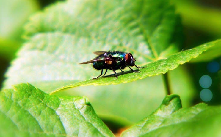 전화영어 표현 장전 : Your fly is open. 네 파리가 열렸다??? : 네이버 블로그