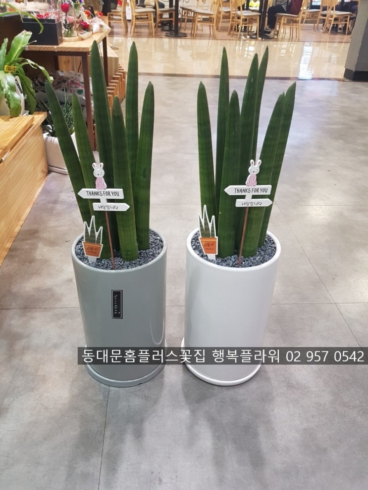개업화분 인테리어화분 인사이동화분으로 좋은 스투키 동대문꽃집 제기동꽃집 용두동꽃집 성동구꽃집 마장동꽃집 청량리꽃집 신설동꽃집인