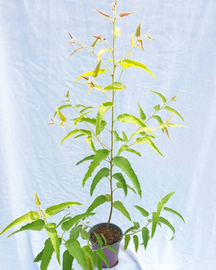 레몬검 유칼립투스 : 네이버 블로그