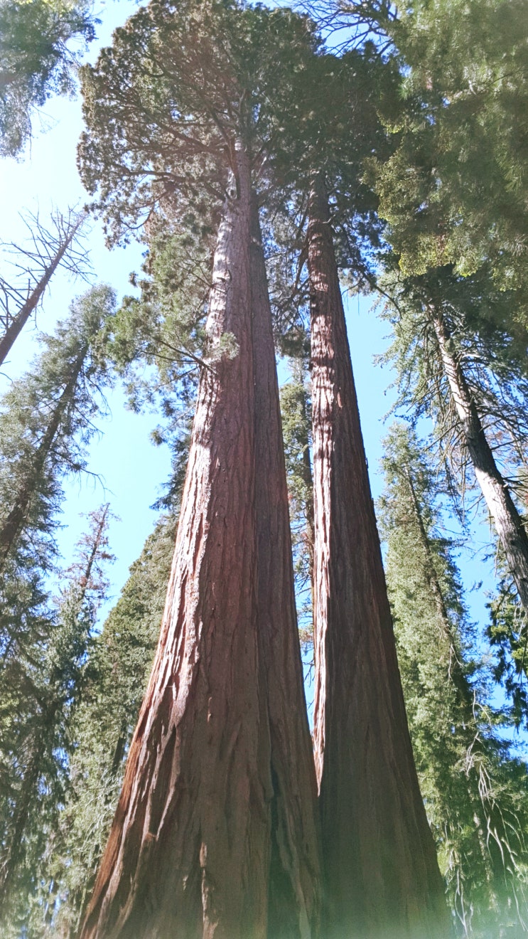 Sequoia National Park Best 4 | 세코야 1 - Foothills Visitor Center : 네이버 블로그