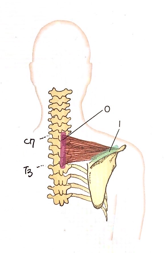 어깨뼈 들임 (견갑골 후인, Scapular retraction) : 네이버 블로그