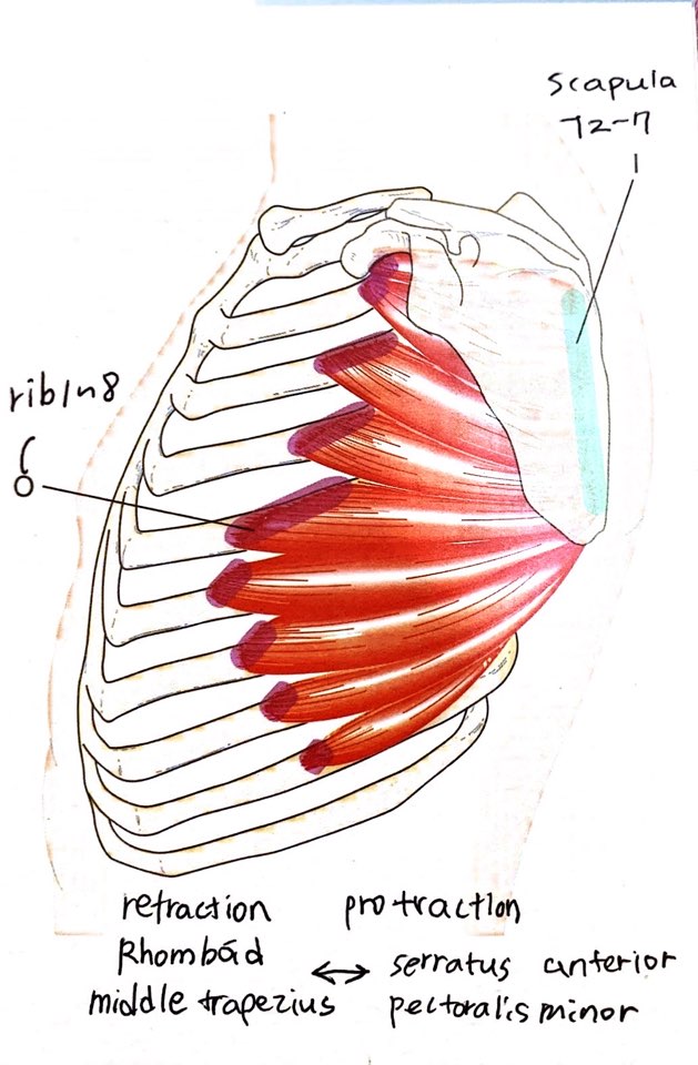 어깨뼈 내밈 (견갑골 전인, Scapular protraction) : 네이버 블로그