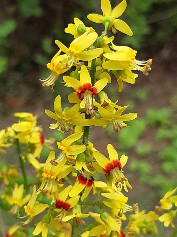 매우 작은 꽃을 피우는 모감주나무 : 네이버 블로그