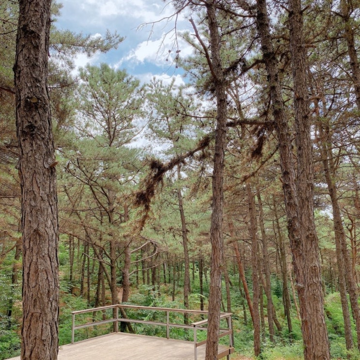 예산 파인힐 캠핑장 : 네이버 블로그