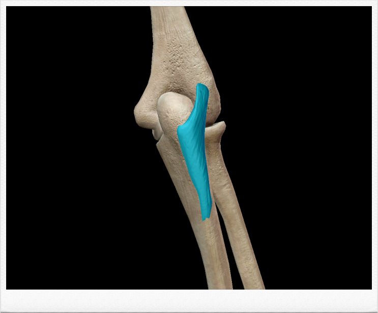 [해부학 - 근육학] 위팔근육(arm muscle) : 뒤칸 - 팔꿈치근(주근ㆍanconeus) : 네이버 블로그