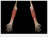 해부학 근육학 아래팔근육forearm Muscle 전체보기overview 네이버 블로그