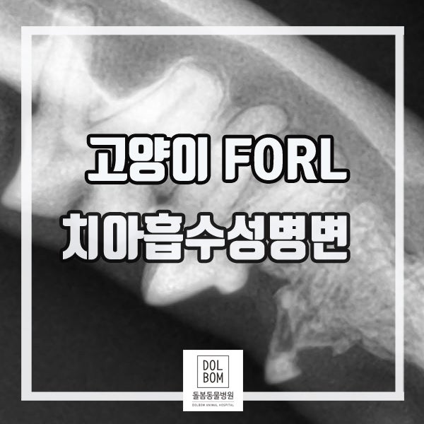 고양이 FORL / 고양이 치아흡수성병변 / 고양이 이빨아래 잇몸이 빨개요[ 수원오산 돌봄동물병원 ] : 네이버 블로그