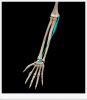해부학 근육학 아래팔근육forearm Muscle 앞칸 긴손바닥근장장근ㆍpalmaris Longus