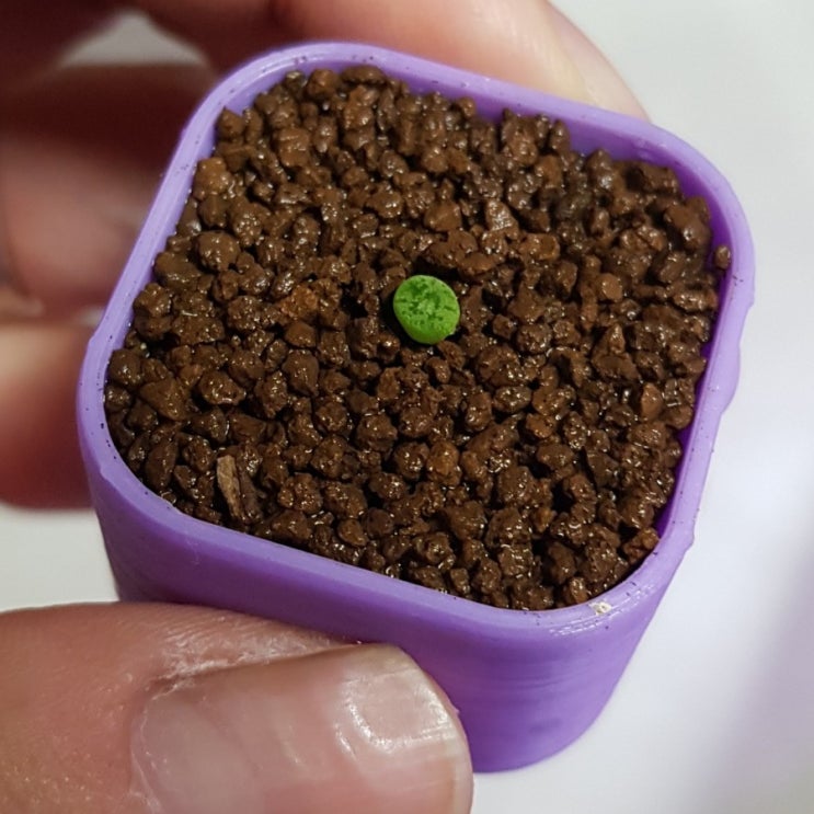 3cm 큐브 미니슬릿화분/큐브팟/큐브미니화분/큐브슬릿화분/CUBE SLITPOT/특별관리 메셈싹 전용 미니화분/소형메셈 병동ㅋ ...