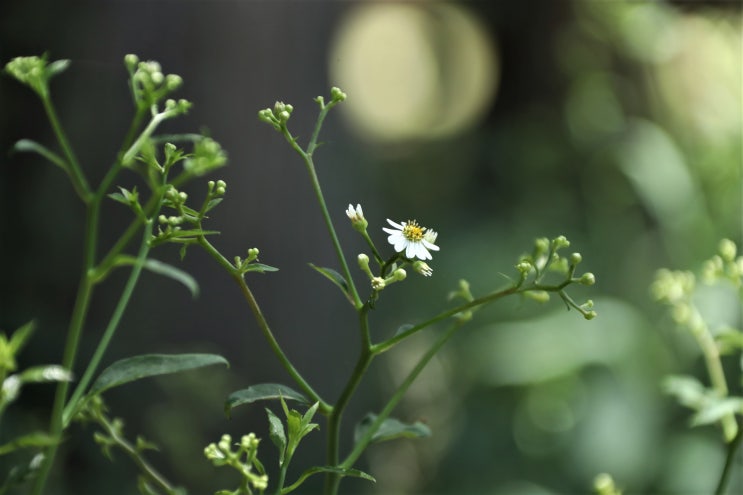 Royal 44 - Human Chandelier : 네이버 블로그