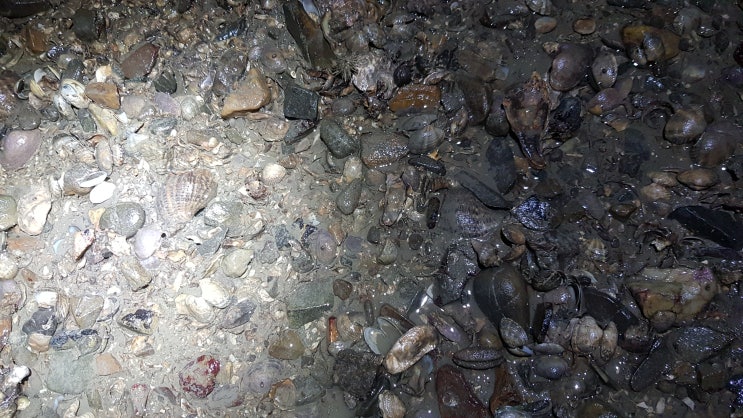 소라 해루질 : 네이버 블로그