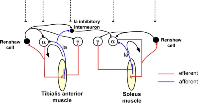 [Neuroscience] CNS 조절을 위한 억제패턴 - Recurrent inhibition : 네이버 블로그
