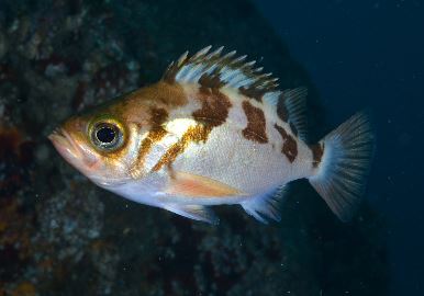 [바다] 볼볼락(열기) - Goldeye rockfish : 네이버 블로그