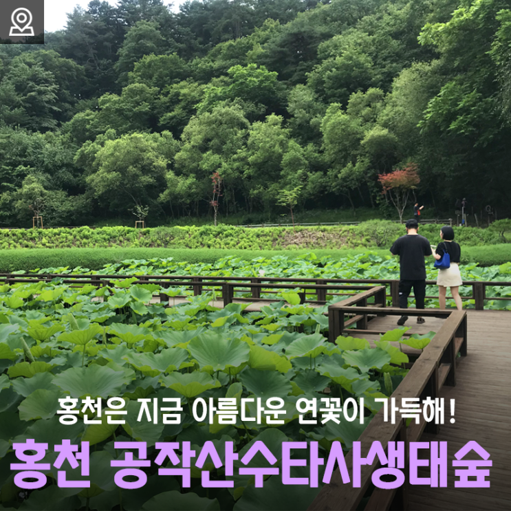 지금 홍천에는 연꽃이 가득 피어나는중 홍천 공작산수타사생태숲 홍천 가볼만한곳 네이버 블로그