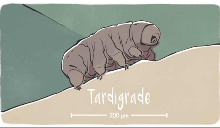 TED-Ed 속독] 4주차 2: Meet the Tardigrade, the Toughest Animal on Earth ...