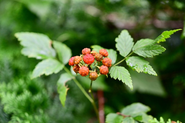 복분자딸기 Rubus coreanus : 네이버 블로그