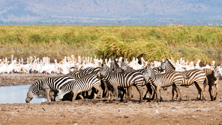 새들의 천국 ‘만야라 호수 국립공원 Lake Manyara National Park’ : 네이버 블로그