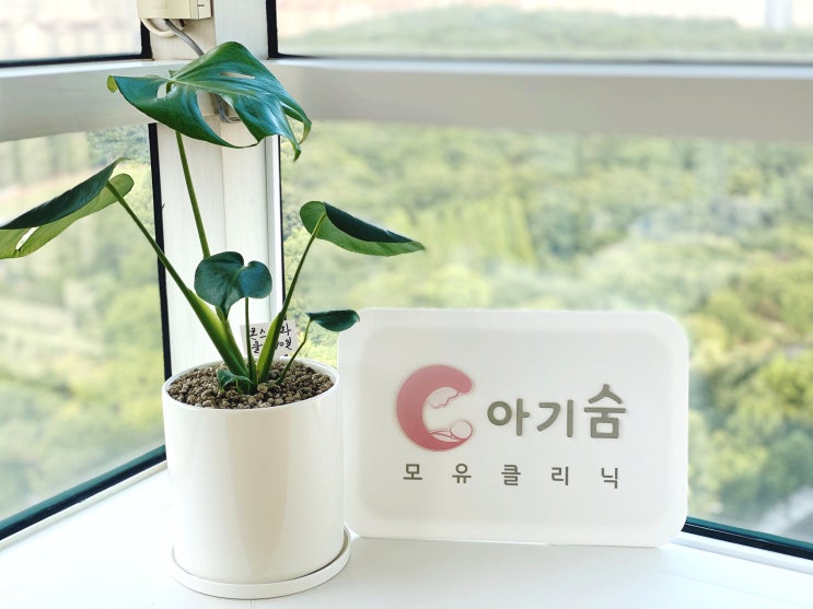 모유수유 중 음식 섭취 식단 분당 모유수유 광주 성남 송파 판교 신현리 대장동 고등동 운중동 판교동 통곡마사지 몬스테라