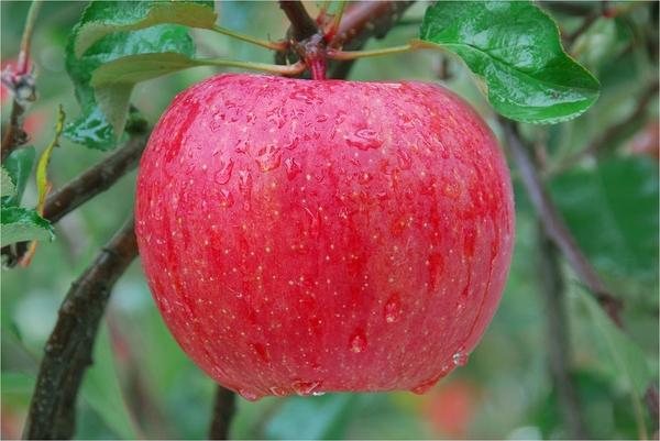 후지 후브락스(만생종, 부사) : 네이버 블로그