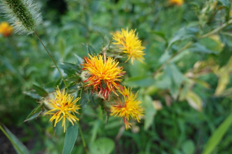 홍화 紅花 Carthami Flos : 네이버 블로그