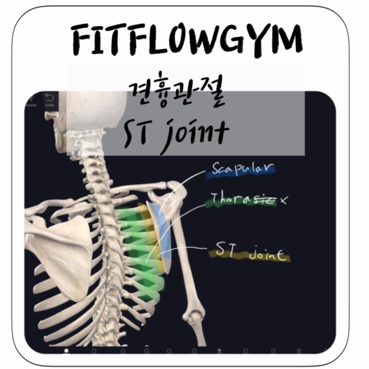 [핏플로우짐] 견흉관절 ST joint : 네이버 블로그