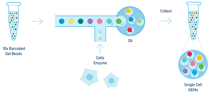 10x Genomics Single Cell Solution - Part 1. Single Cell RNA Sequencing ...