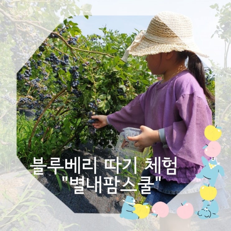 남양주 블루베리따기 체험 별내팜스쿨 블루베리 농장 네이버 블로그