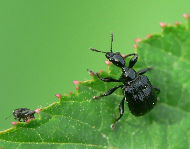 거위벌레[Chestnut leaf-cut-weevil] : 네이버 블로그