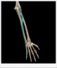 해부학 근육학 아래팔근육forearm Muscle 뒤칸 새끼폄근소지신근ㆍextensor Digiti