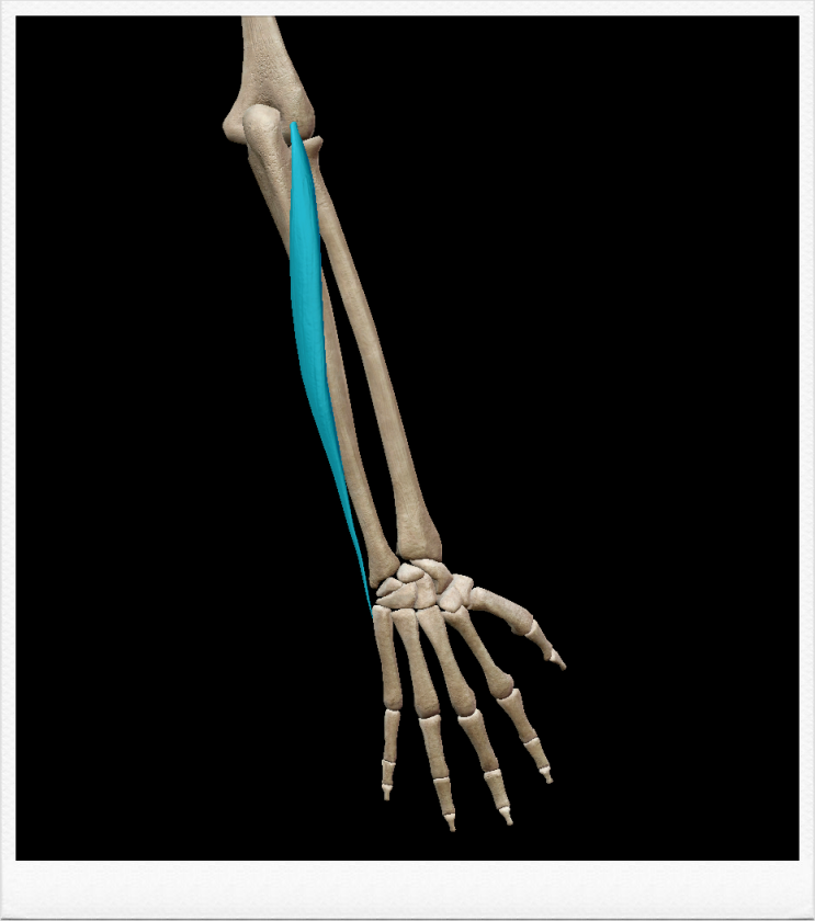 [해부학 - 근육학] 아래팔근육(forearm muscle) : 뒤칸 - 자쪽손목폄근(척측수근신근ㆍextensor carpi ...