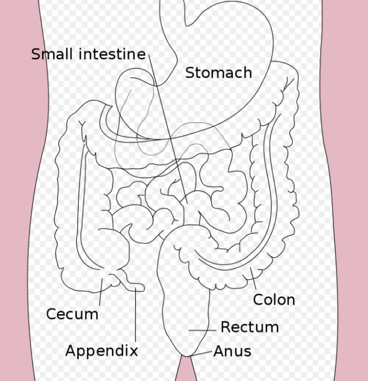 맹장(cecum), 결장(colon), 직장(rectum)으로 이루어진 대장(large intestine)의 해부학적 구조에 ...