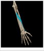 해부학 근육학 아래팔근육forearm Muscle 뒤칸 긴엄지벌림근장무지외전근ㆍabductor