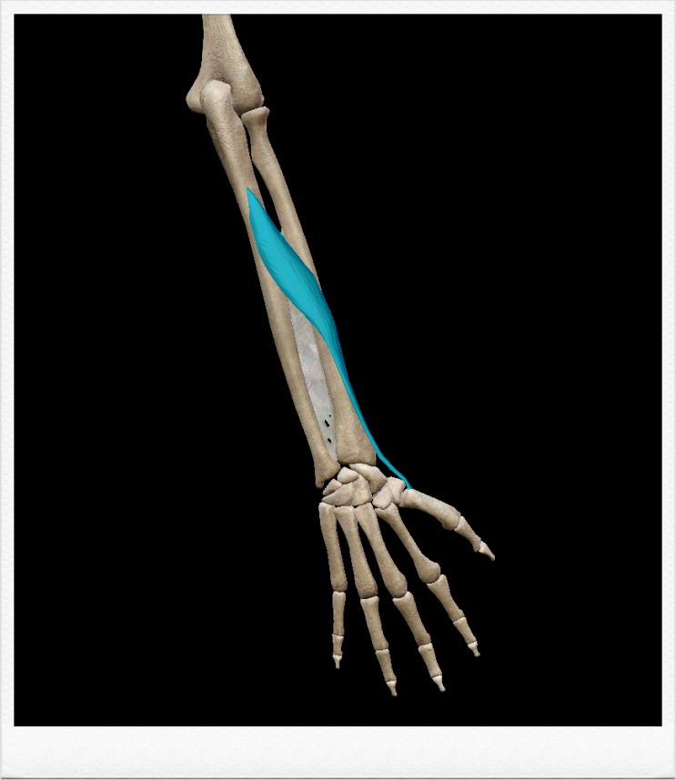 해부학 근육학 아래팔근육forearm Muscle 뒤칸 긴엄지벌림근장무지외전근ㆍabductor