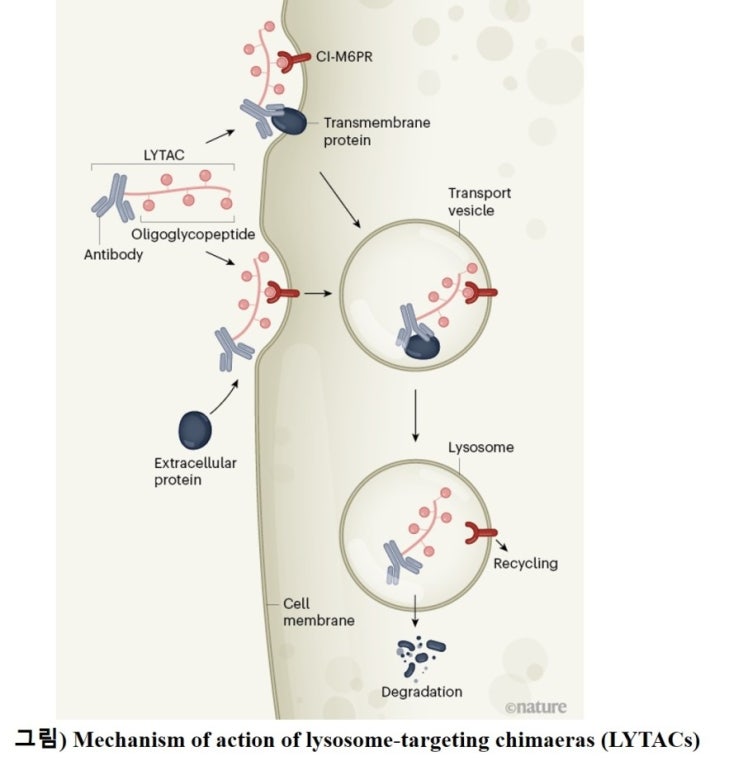 LYTAC : 네이버 블로그
