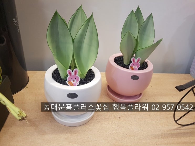 개업화분 집들이화분 예쁜화분 공기정화식물 으로 좋은 문샤인 동대문꽃집 용두동꽃집 제기동꽃집 청량리꽃집 신설동꽃집 답십리꽃집