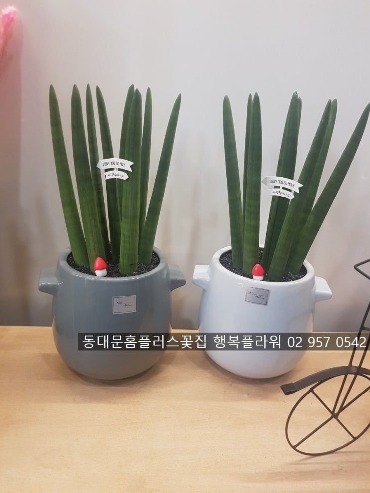 스투키 집들이화분 개업화분 인사이동화분 동대문꽃집 제기동꽃집 청계천꽃집 청량리꽃집 신당동꽃집 미아꽃집 수유꽃집 대학로꽃집 용두동