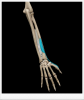 해부학 근육학 아래팔근육forearm Muscle 뒤칸 짧은엄지폄근단무지신근ㆍextensor Pollicis