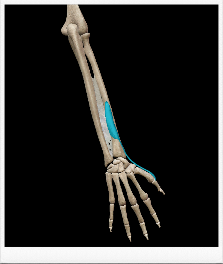 해부학 근육학 아래팔근육forearm Muscle 뒤칸 짧은엄지폄근단무지신근ㆍextensor Pollicis