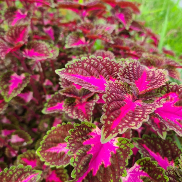 [잎보기식물] 코리우스 : 콜레우스(Coleus 'Violet Tricolor') : 네이버 블로그