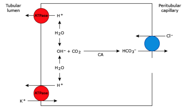 [Nephrology] Type A (alpha) intercalated cells and type B intercalated ...