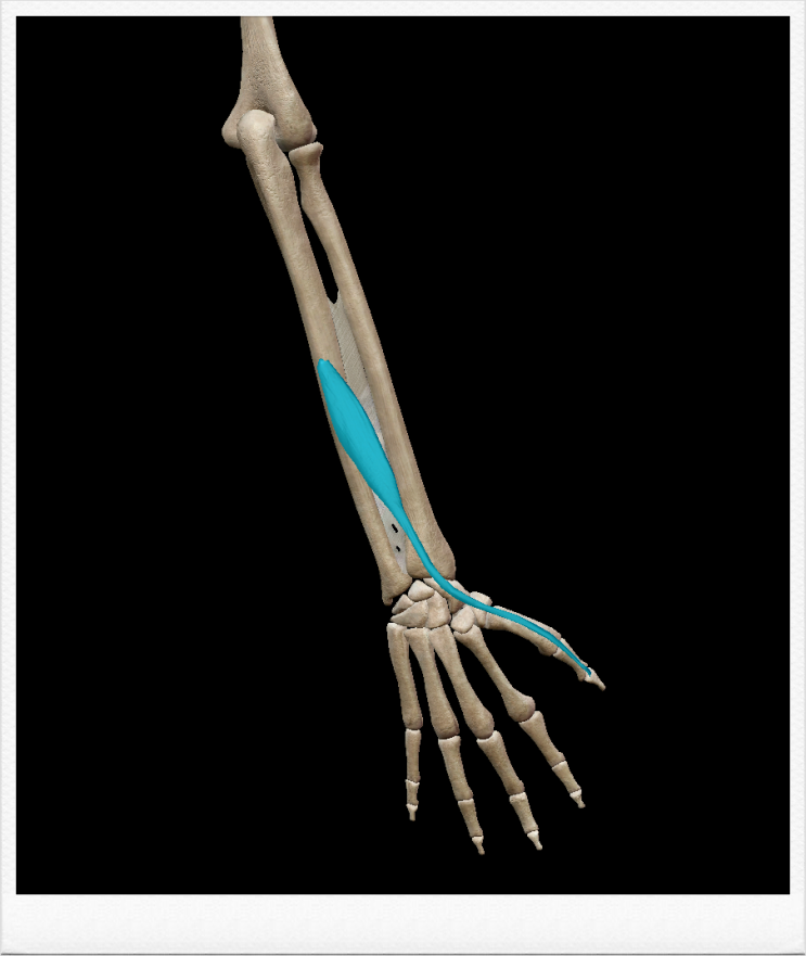 [해부학 - 근육학] 아래팔근육(forearm muscle) : 뒤칸 - 긴엄지폄근(장무지신근ㆍextensor pollicis ...