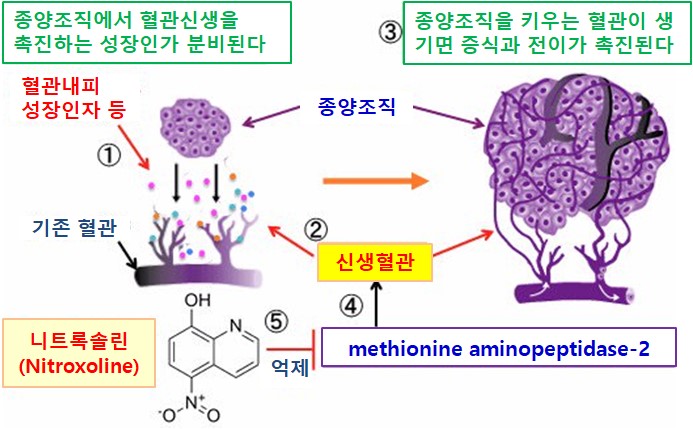 항생제 니트록솔린(Nitroxoline)의 항암작용(1): methionine aminopeptidase-2 억제작용 : 네이버 블로그