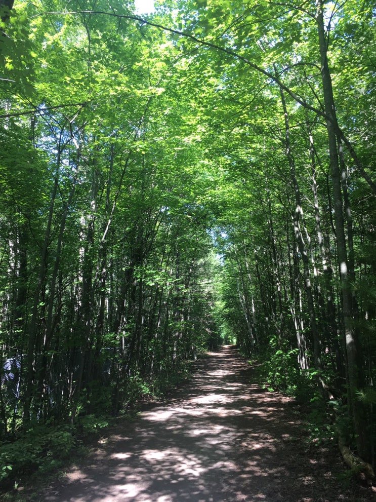 숲길을 걷고 싶은 날 @ Pinhey Forest : 네이버 블로그