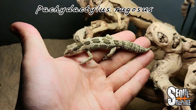 [Pachydactylus rugosus] 러프 틱토 게코/러프스케일 게코(루고수스) 사육 정보 - Rough Thick ...