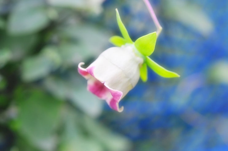 더덕 꽃 : 네이버 블로그