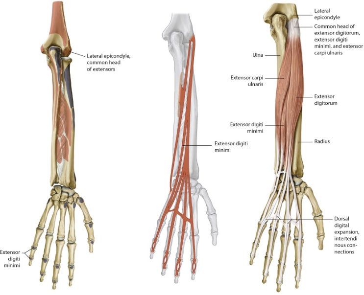 소지신근 (새끼손가락폄근 Extensor digiti minimi) : 네이버 블로그