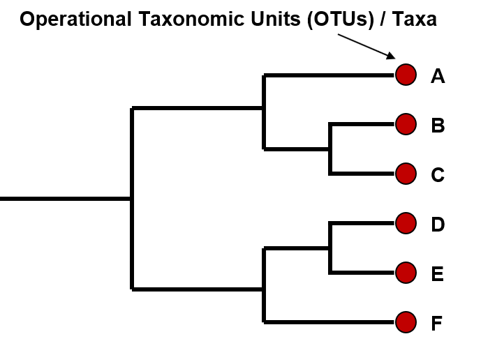 조작분류단위(operational taxonomic unit: OTU) - 가까이 연관된 개체끼리 그룹으로 분류해 놓은 생물 ...