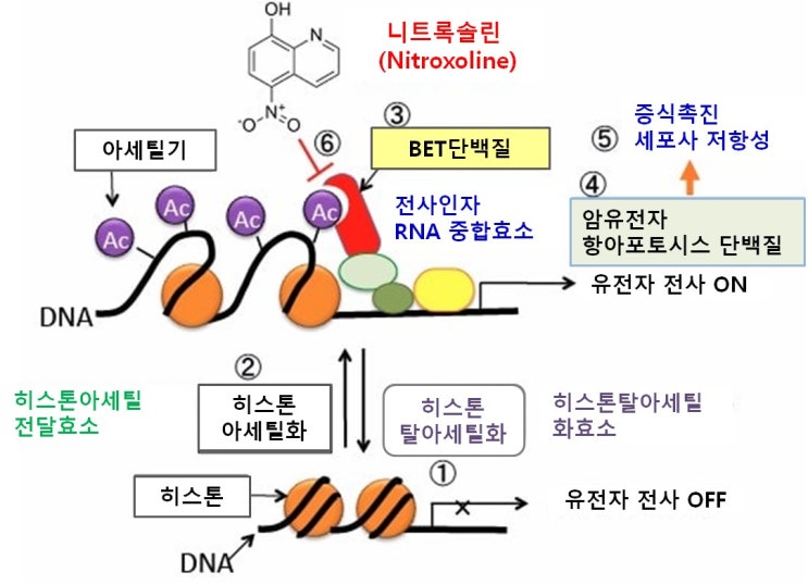 항생제 니트록솔린(Nitroxoline)의 항암작용(2): BET 단백질 억제작용 : 네이버 블로그